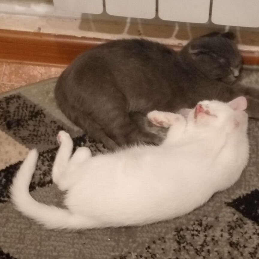 Отдам белого котенка в добрые руки