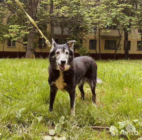 Старая собака в добрые руки