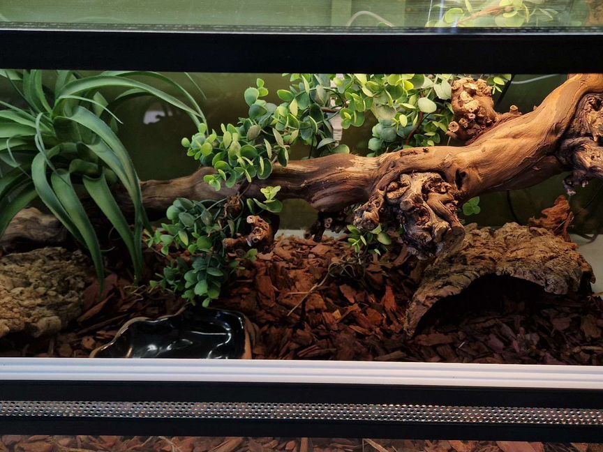 Террариум с оформлением