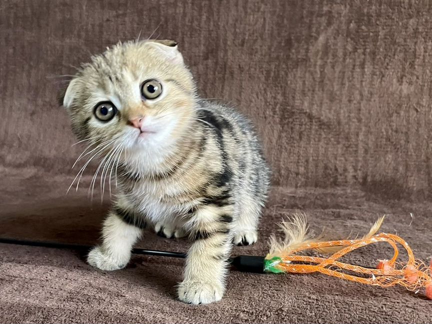 Шотландские вислоухие и прямоухие котята