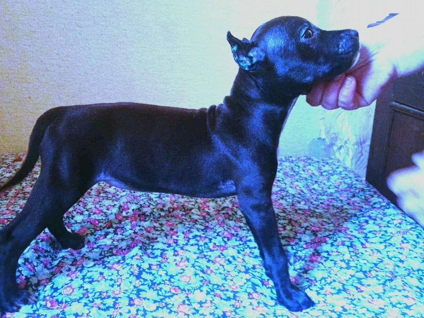 Стаффордширский терьер