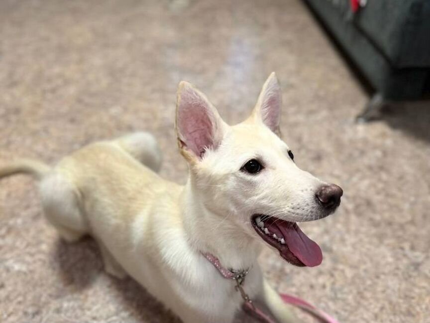 Щенок в добрые руки бесплатно маленькая порода