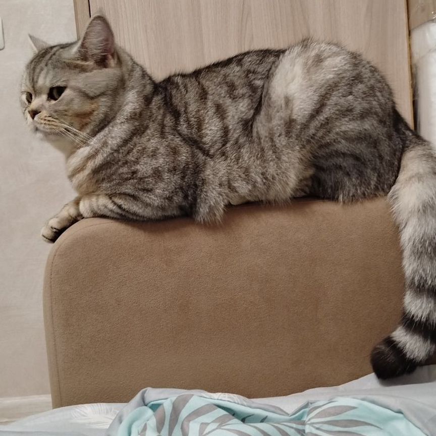 Взрослый кот