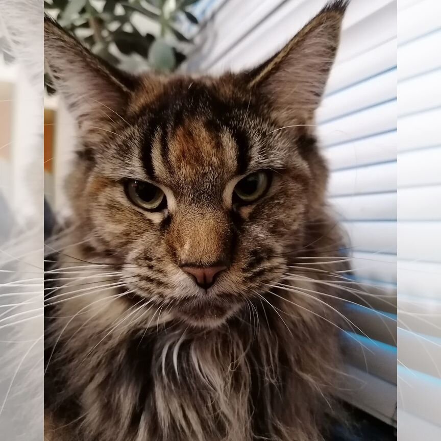 Мейн-кун, взрослая кошка