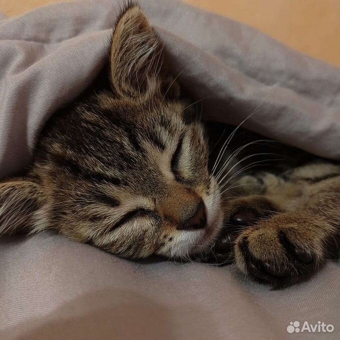 Котёнок рысёнок