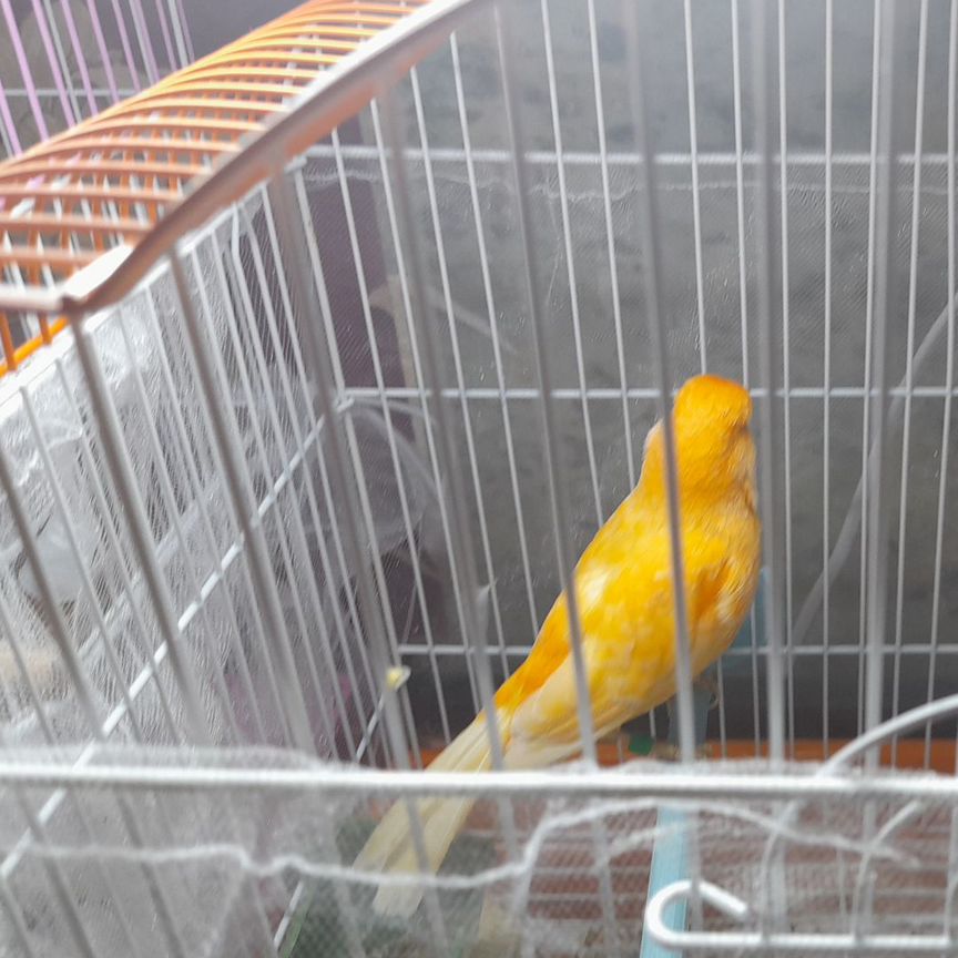 Кенар и канарейка 1.5 года