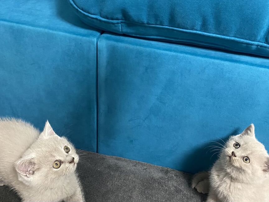 Шотландские прямоухие котята