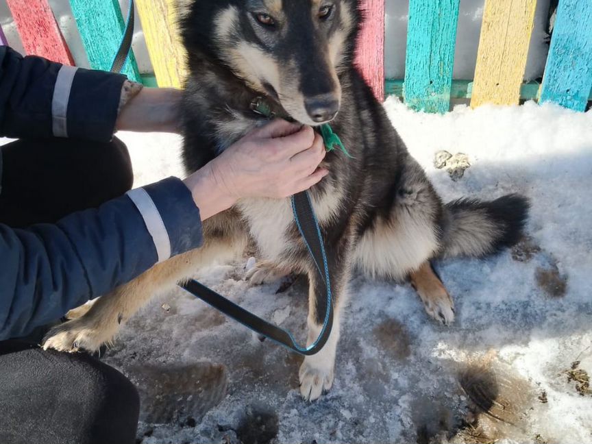 Собака в добрые руки