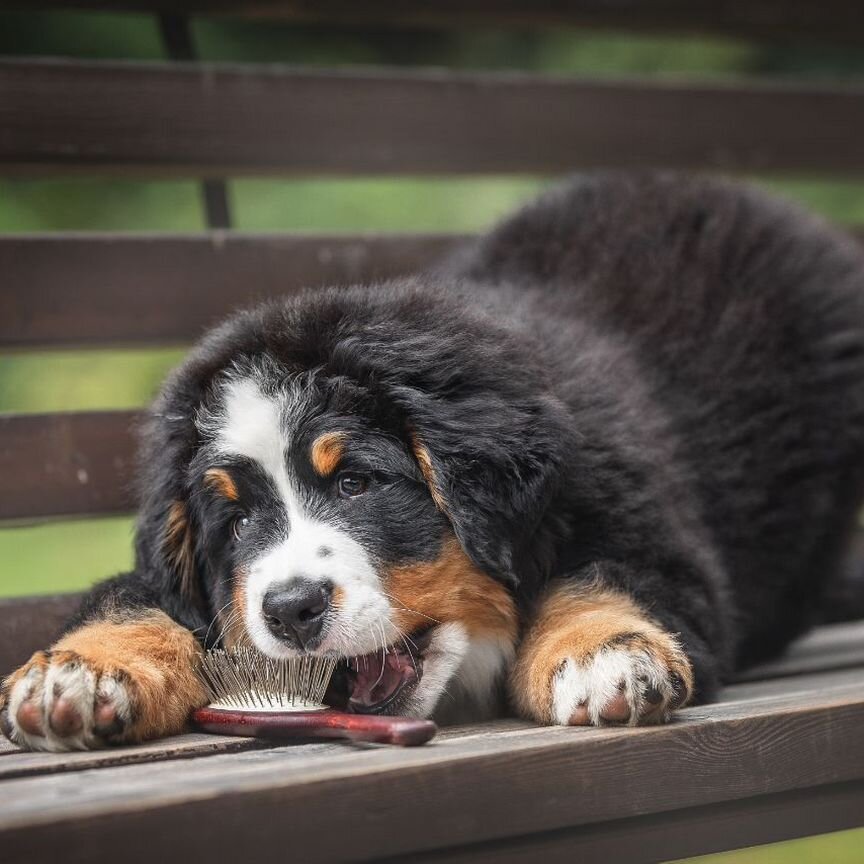 Бернский зенненхунд