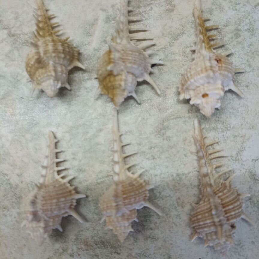 Морские ракушки раковины