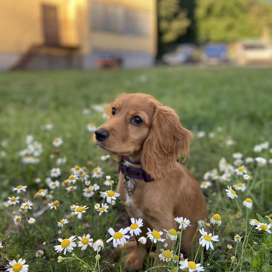 Английский кокер спаниель