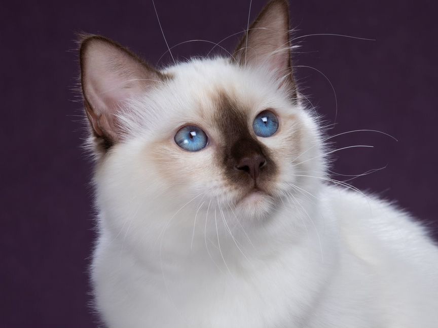 Котенок (кошечка) породы Священная бирма