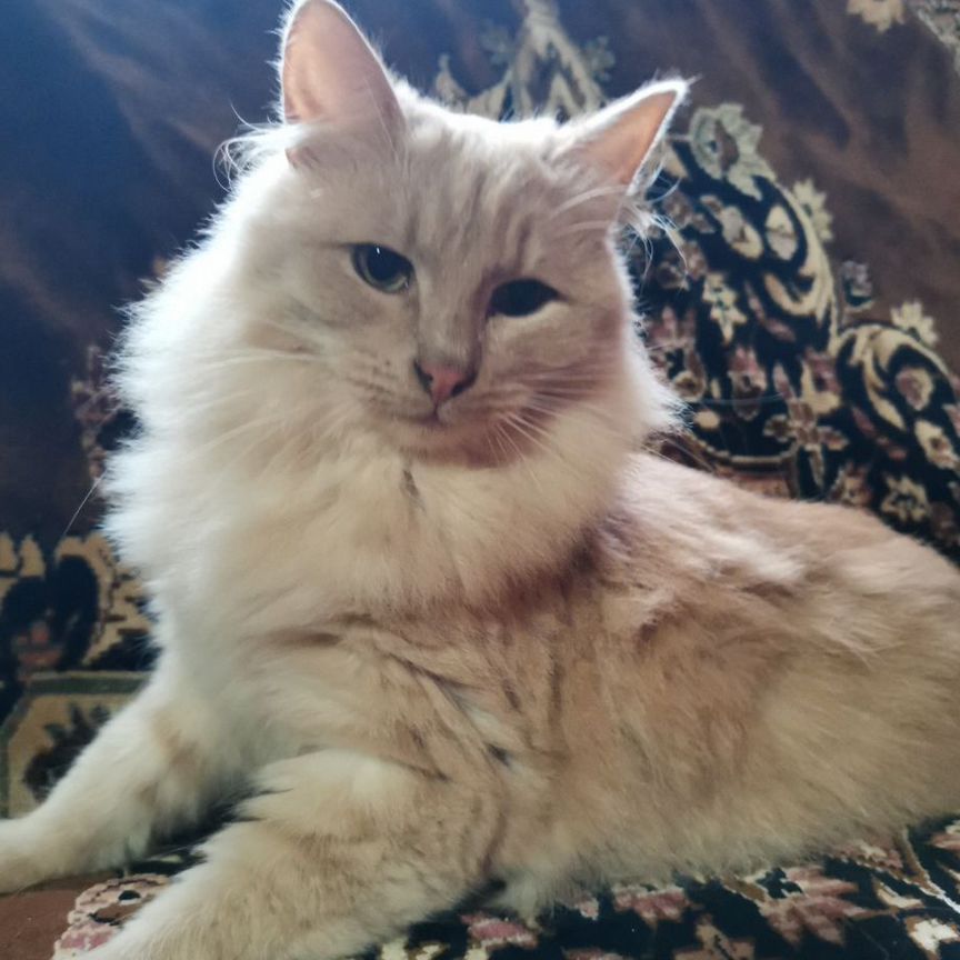 Взрослый кот в добрые руки