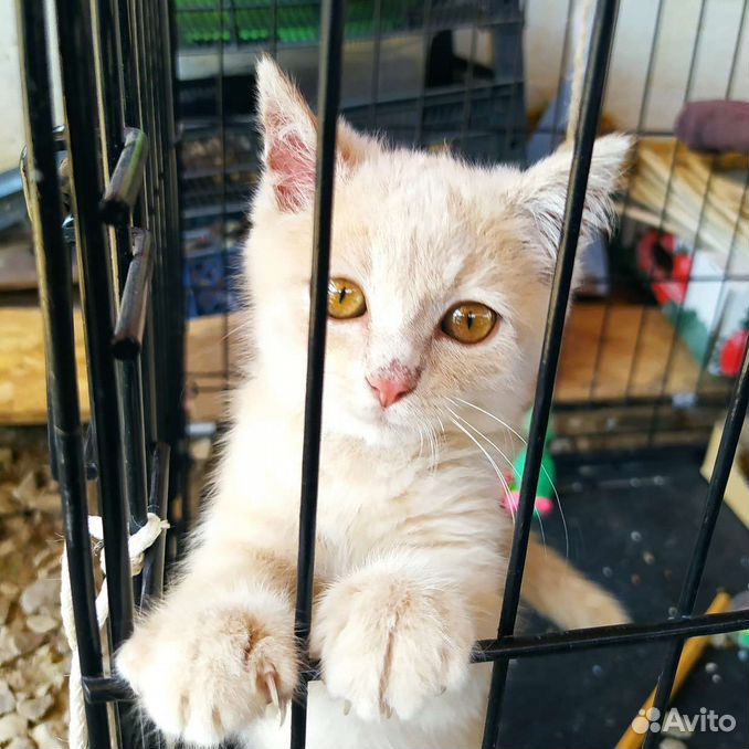 Котёнок солнышко