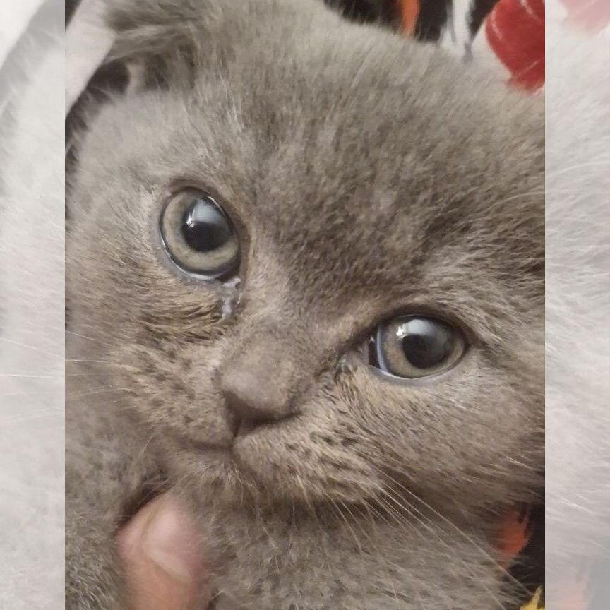 Шотландский вислоухий короткошёрстный котёнок