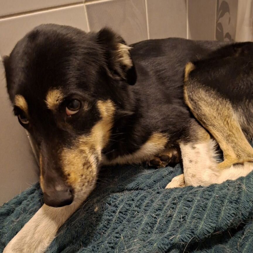 Взрослый пёс в добрые руки