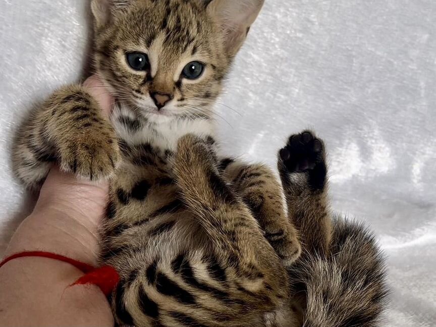 Саванна ф1 мальчик