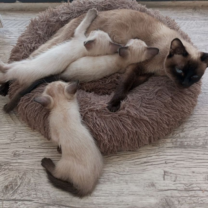 Сиамские котята
