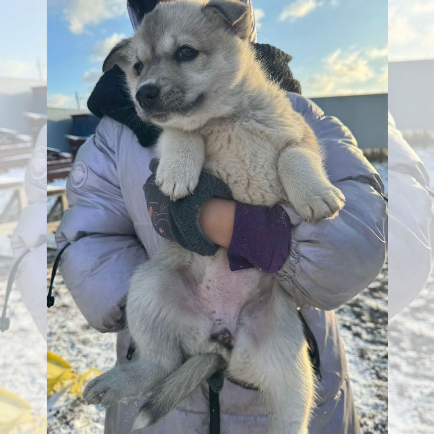 Щенок в добрые руки