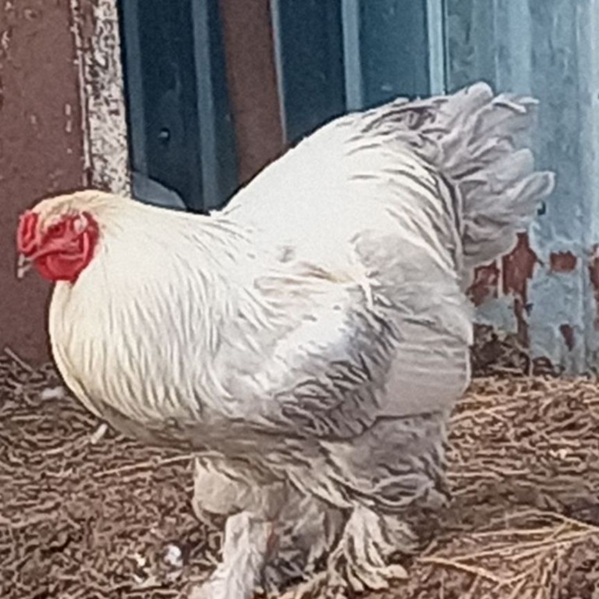 Продам 4 куриц,и 1 петуха