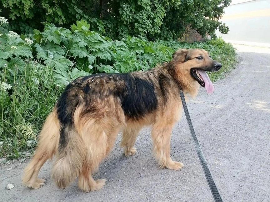 Кобель Боб в хорошую семью бесплатно