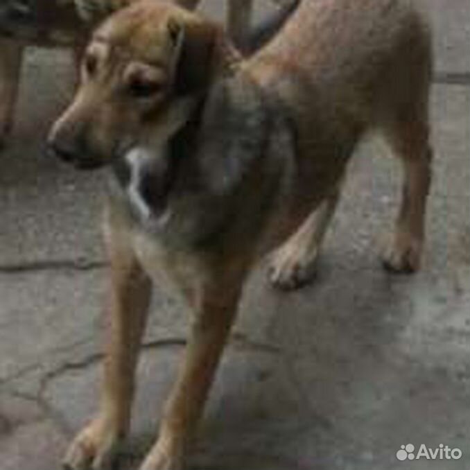 Щенок Жорик