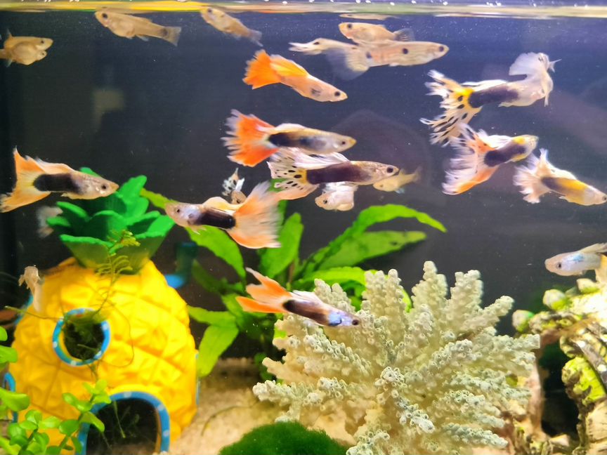 Рыбки Группи в аквариум