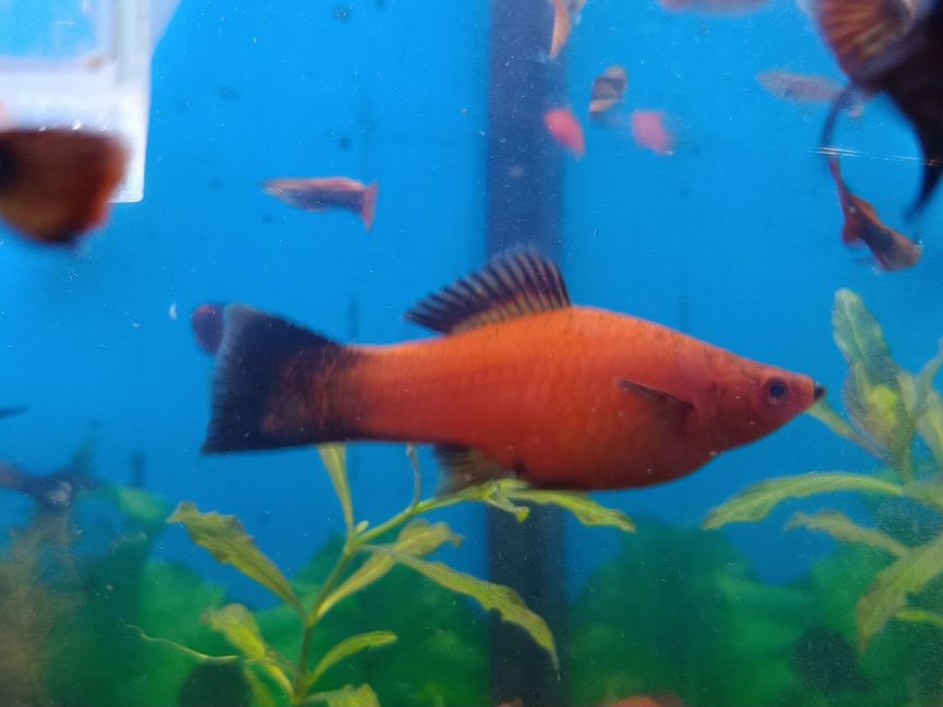 Меченосцы (берлинцы)