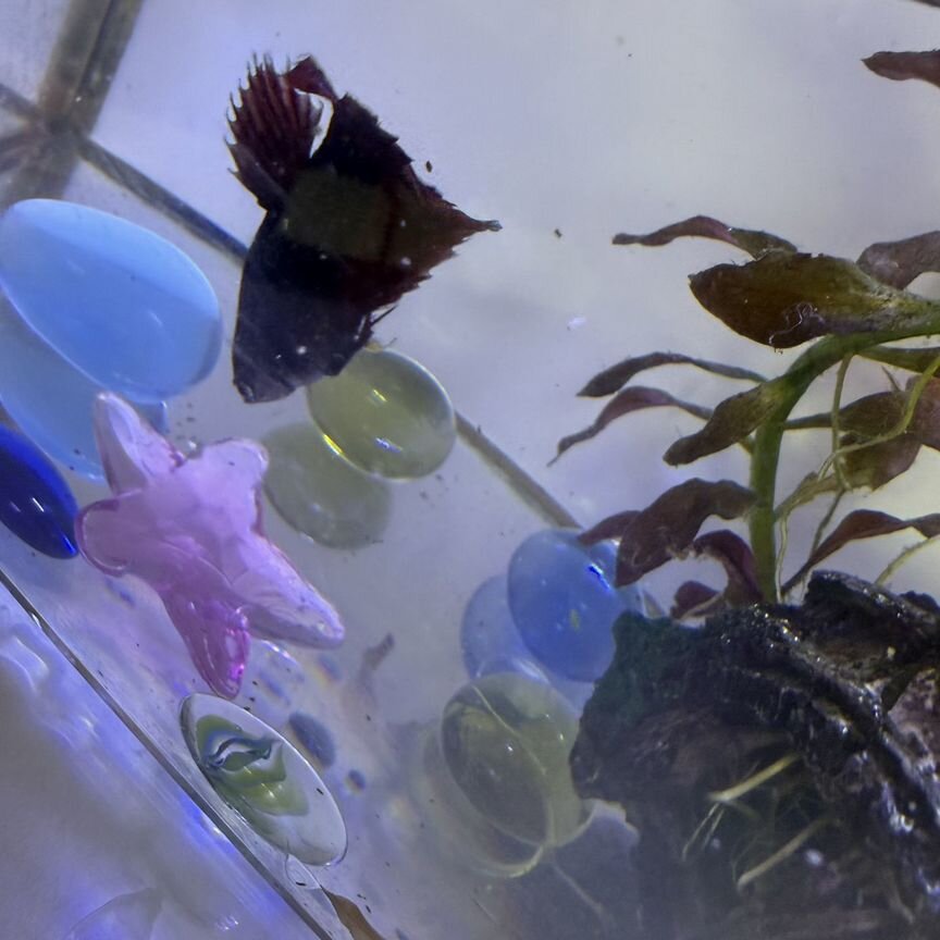 Аквариум с рыбкой