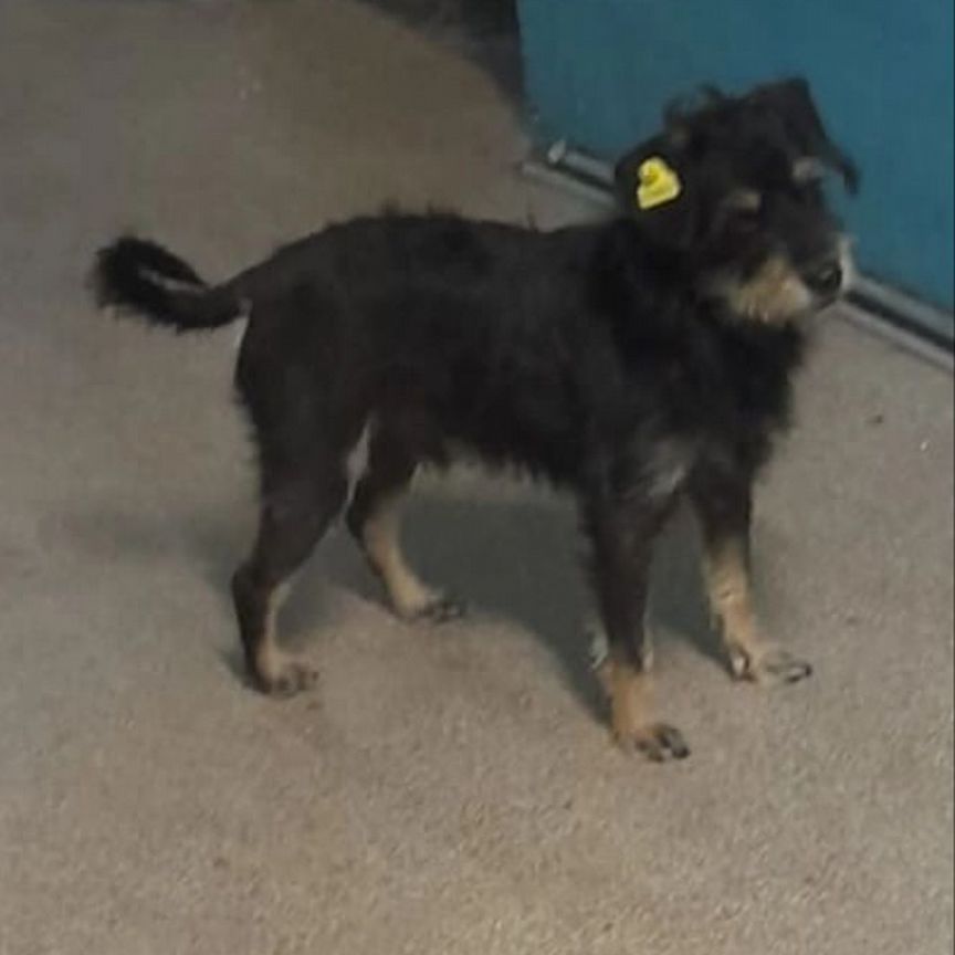 Маленькая собака в добрые руки бесплатно