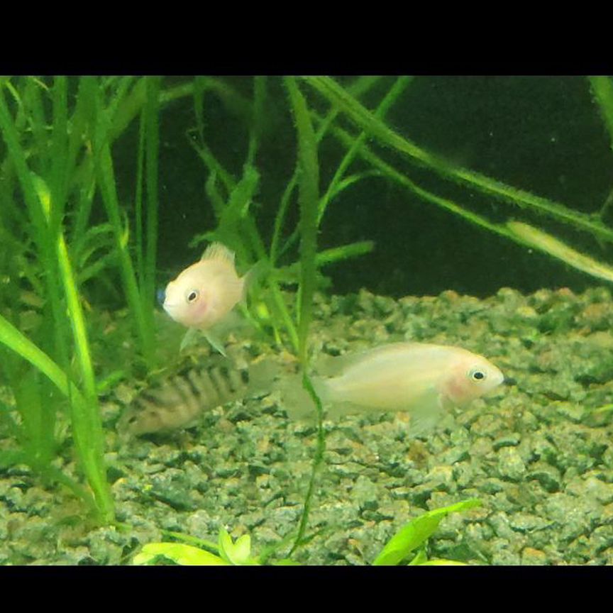 Цихлиды фламинго и чернополосая