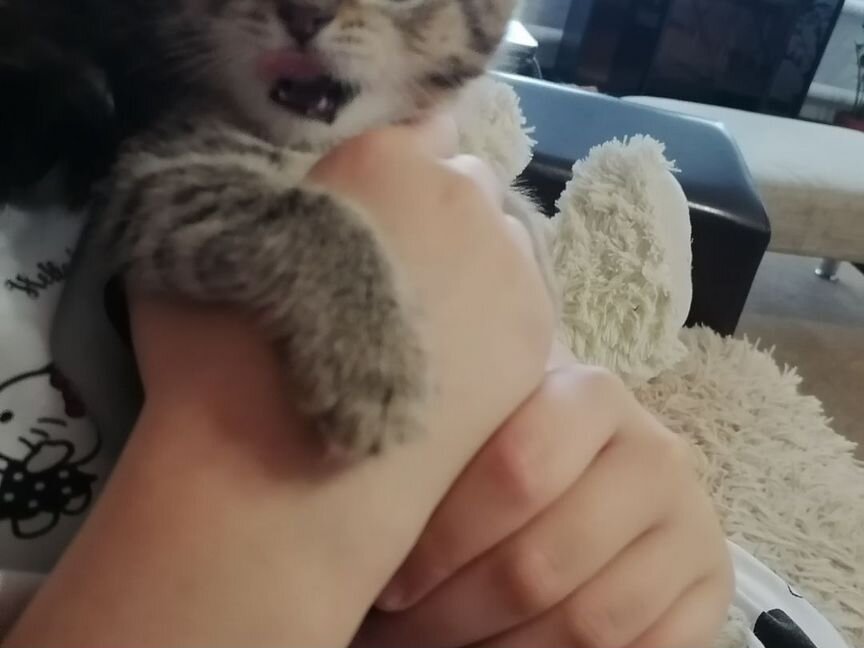 Котенок