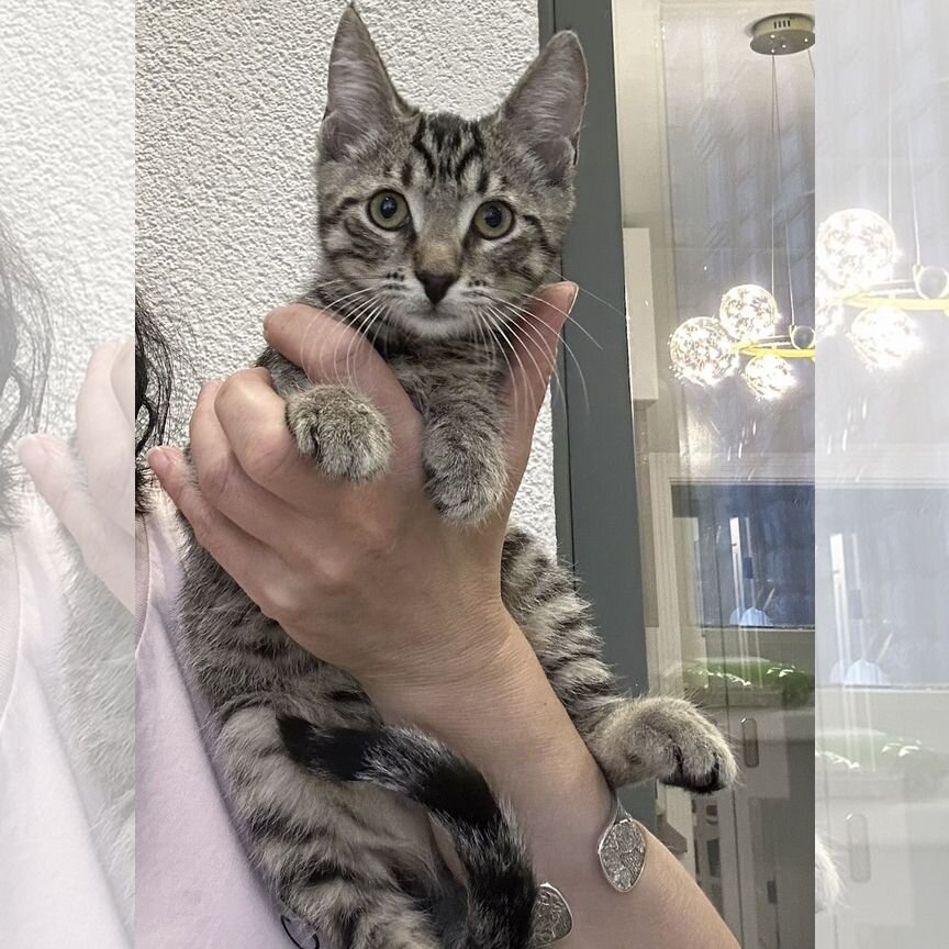Котёнок Яша ищет хозяина