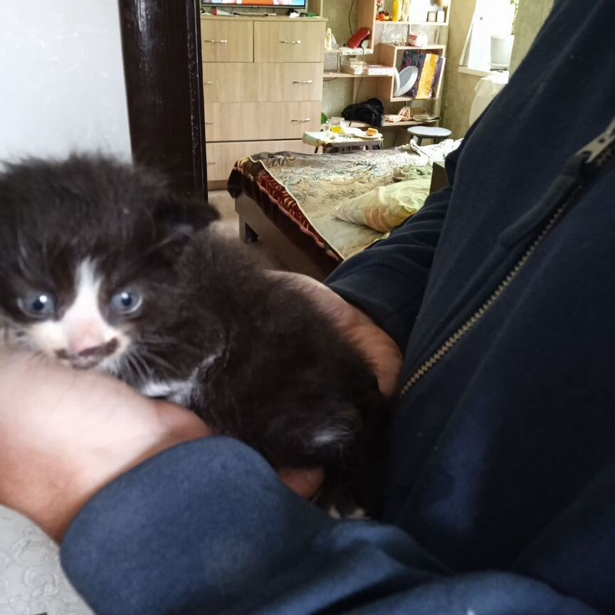 Катя а в добрые руки