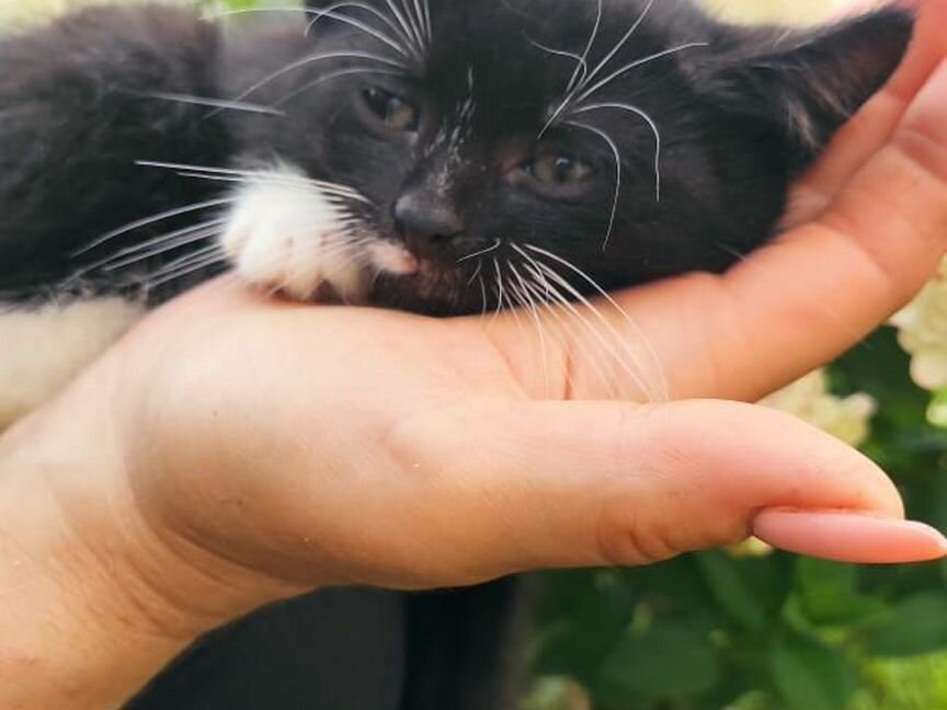 Котята в добрые руки бесплатно