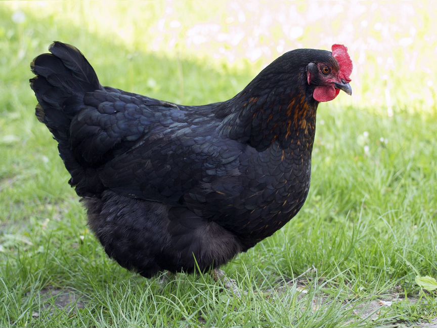 Куры домашние на мясо (бесплатно)