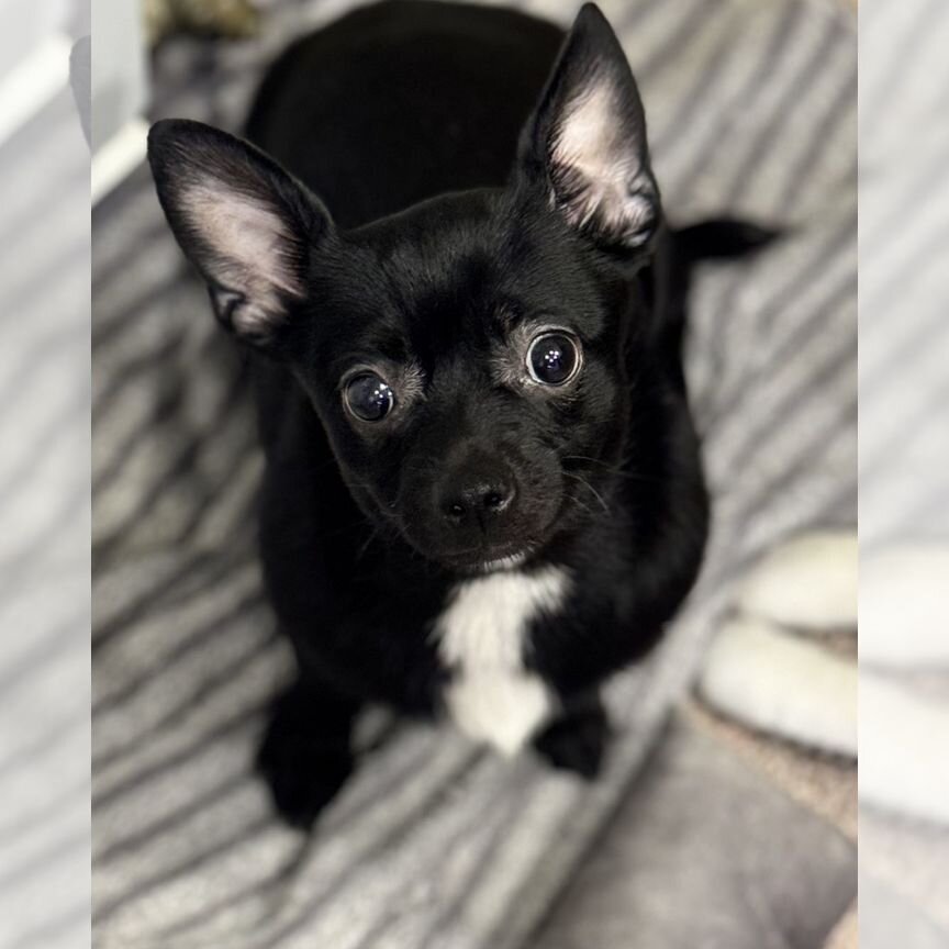 Чихуахуа, щенок