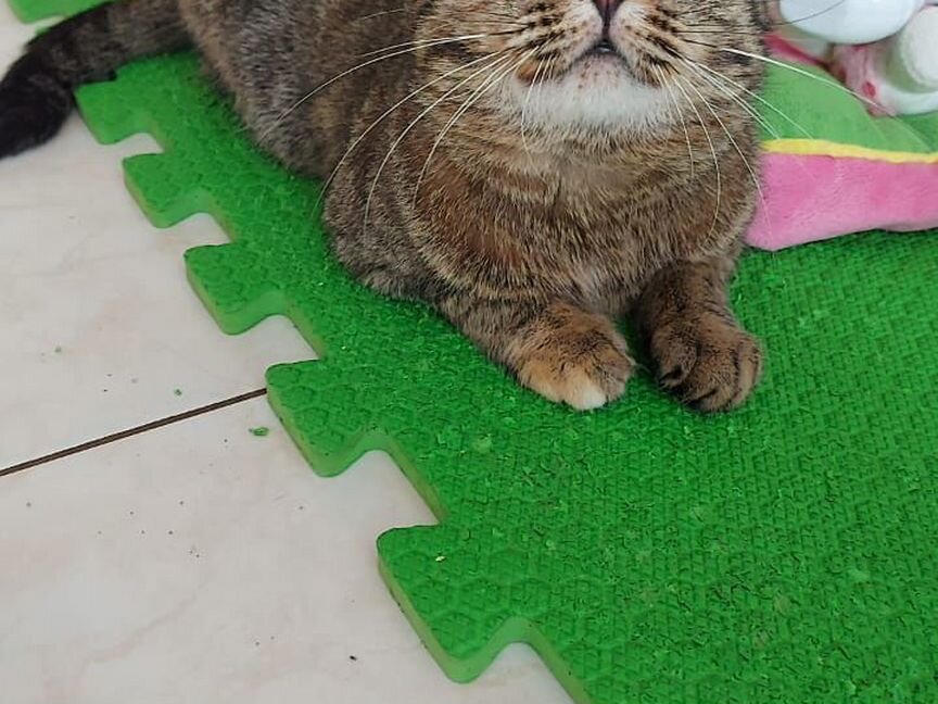 Красивая маленькая стерилизованная котейка