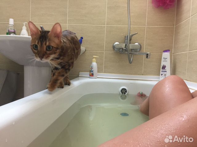 Отдам взрослую кошку Бенгал