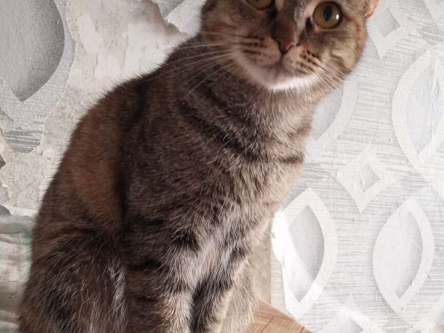 Кошка