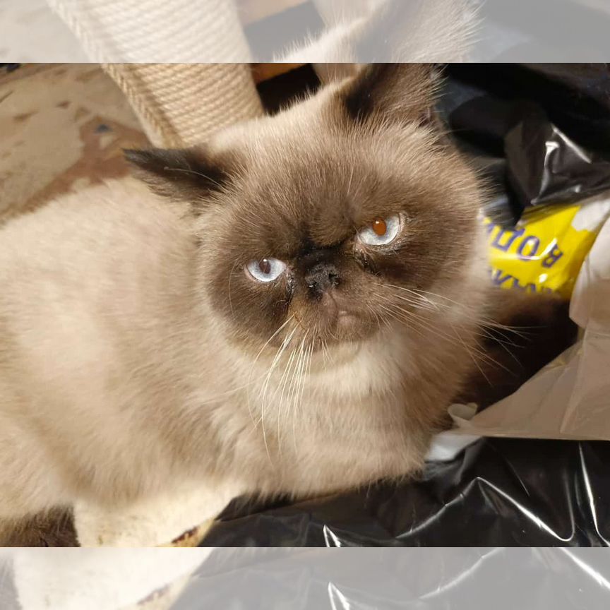 Экзотический короткошёрстный, взрослый кот