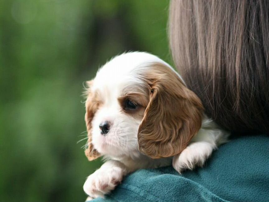 Кавалер кинг чарльз спаниель - щенок кобель