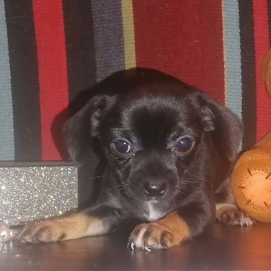 Щенки чихуахуа девочки