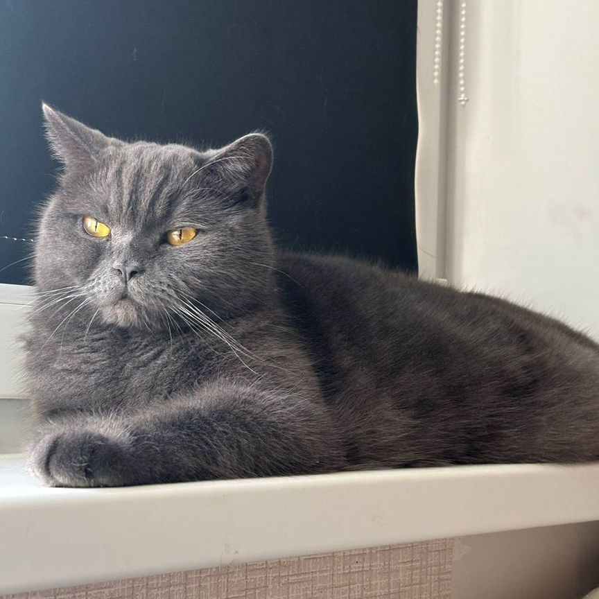 Британский короткошёрстный, взрослый кот