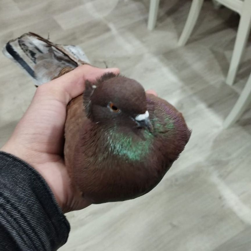 Голуби все разные вольные