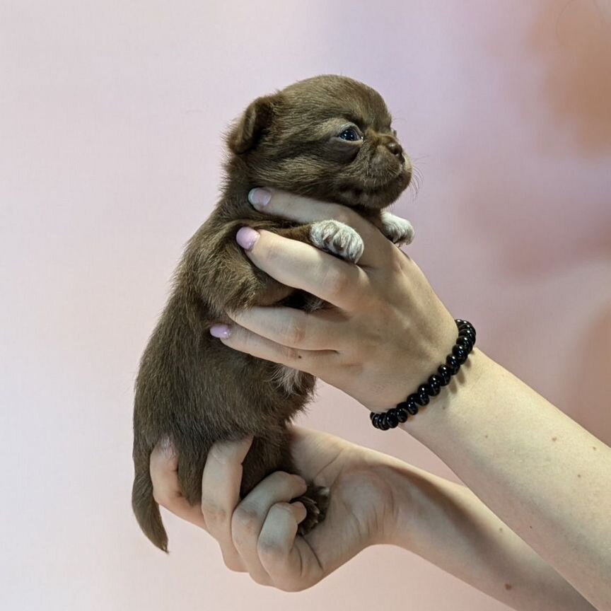 Щенки чихуахуа