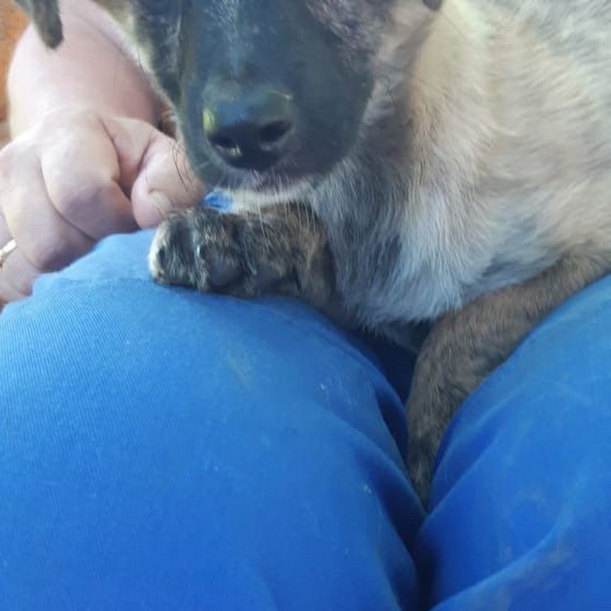 Щенки дворняжки