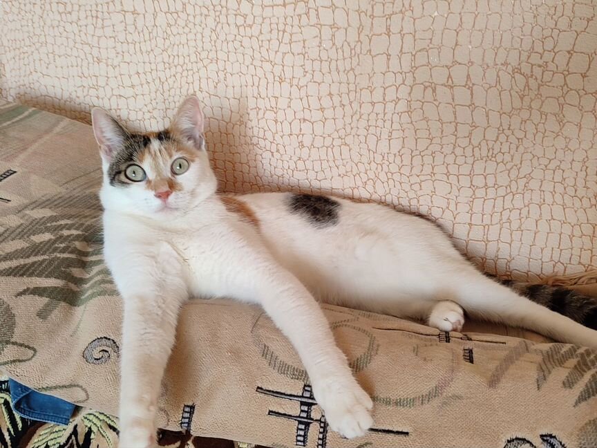 Кошка Мариса