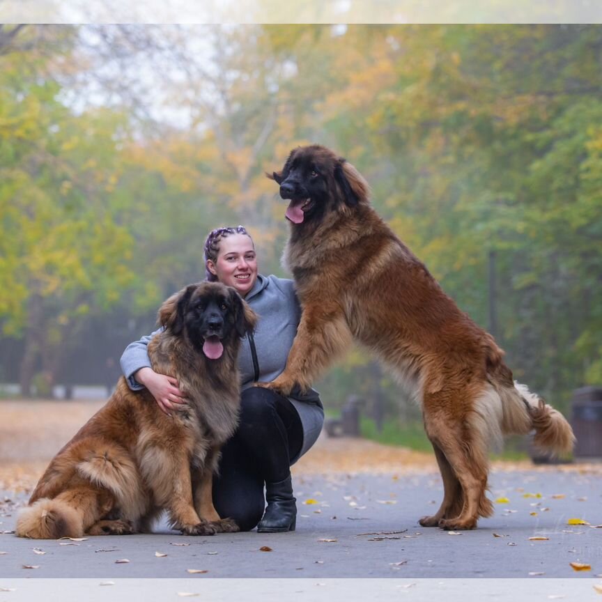 Леонбергер, щенок