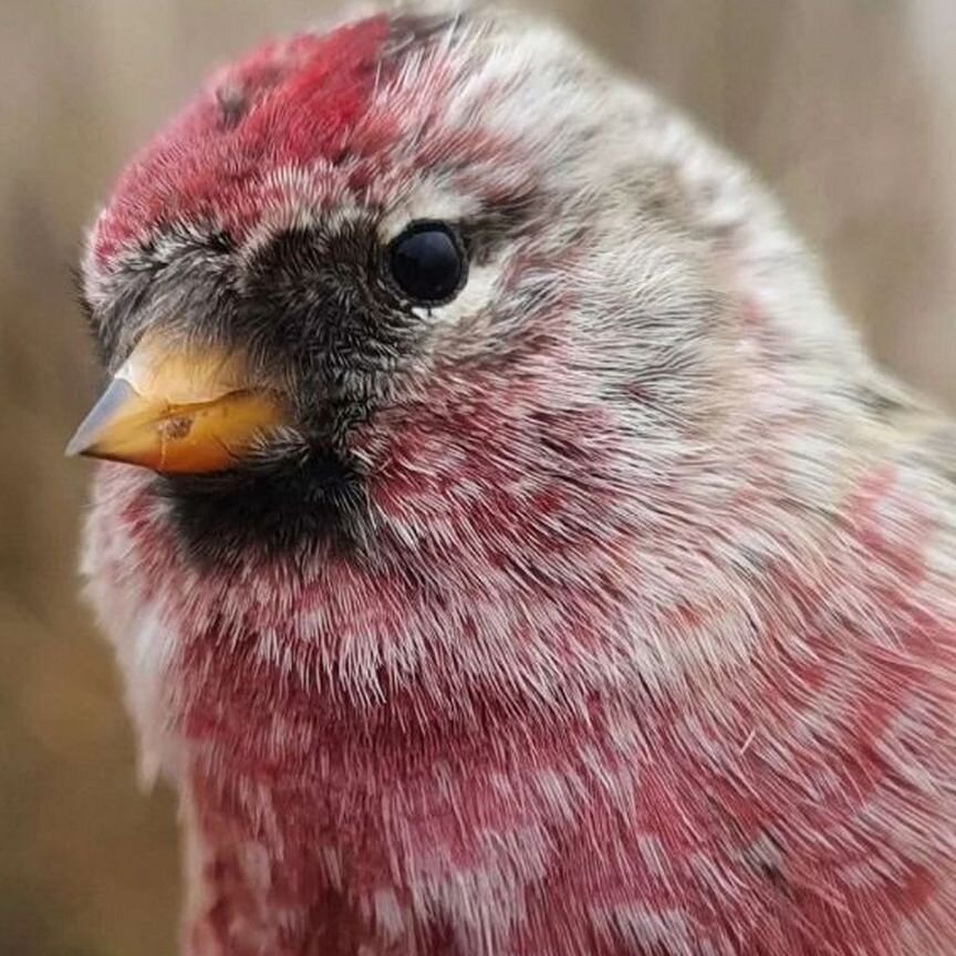 Певчие птицы